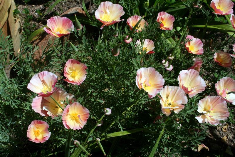 Photo of the entire plant of California Poppy (Eschscholzia californica ...