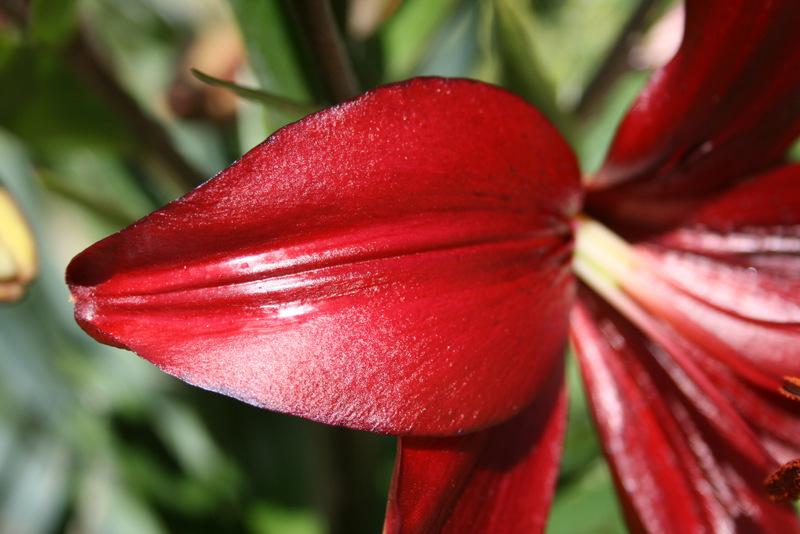 Photo of the bloom of Lily (Lilium 'Red Alert') posted by Calif_Sue ...