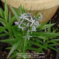 Photo of the entire plant of Willow Amsonia (Amsonia tabernaemontana ...