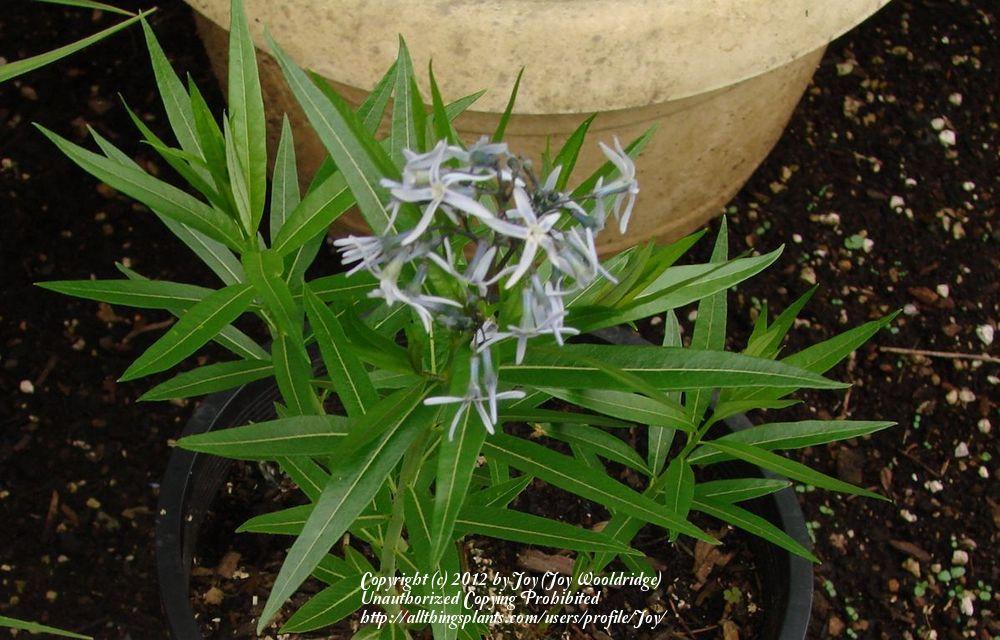 Photo of the entire plant of Willow Amsonia (Amsonia tabernaemontana ...