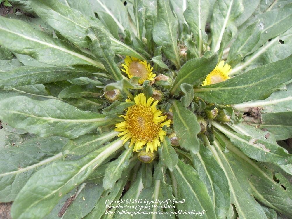Photo of the entire plant of Himalayan Sunflower (Inula rhizocephala ...