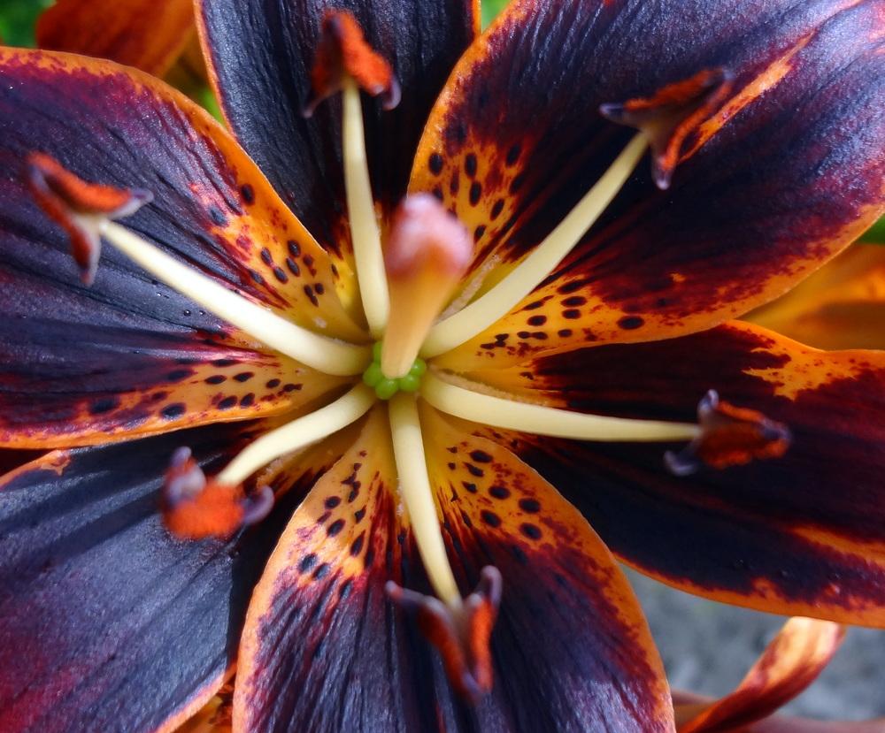 Photo of the stamens, filaments and pistils of Lily (Lilium 'Starlette ...