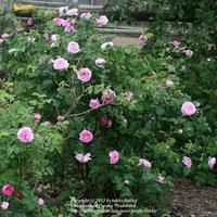 Rose (Rosa 'Banshee') in the Roses Database - Garden.org