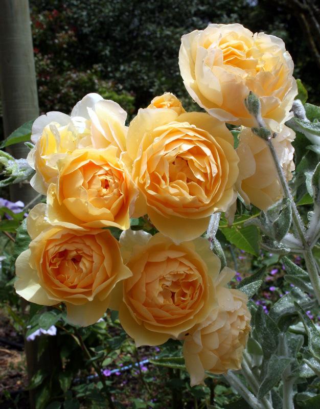 Photo of the bloom of Rose (Rosa 'Graham Thomas') posted by Calif_Sue ...