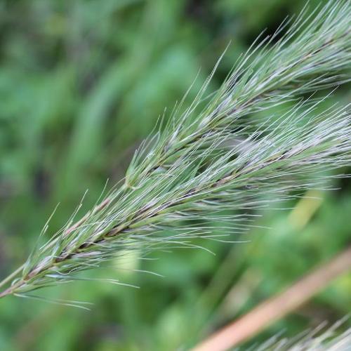 Elymus Villosus