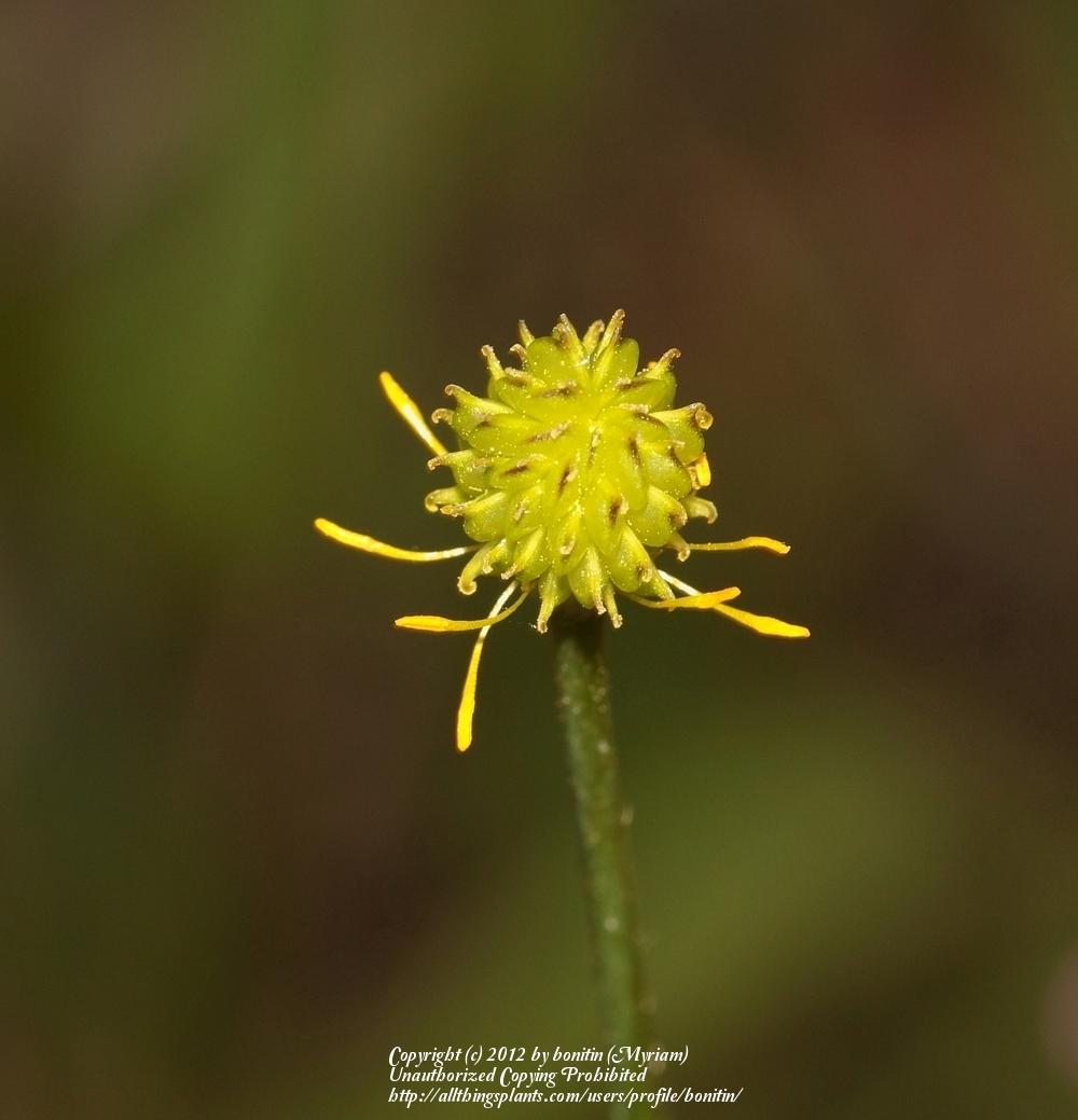 Photo of the seed pods or heads of Meadow Buttercup (Ranunculus acris ...