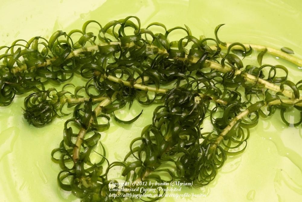 Photo of the entire plant of Canadian Pondweed (Elodea canadensis ...