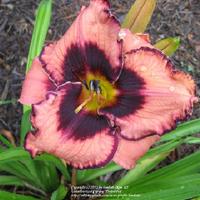 Photo of the bloom of Daylily (Hemerocallis 'Eyes on the Prize') posted by kimkats - Garden.org
