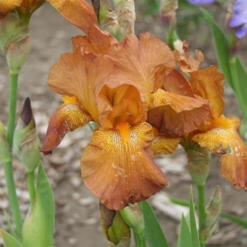 Tall Bearded Iris (Iris 'Bold Copper') in the Irises Database - Garden.org