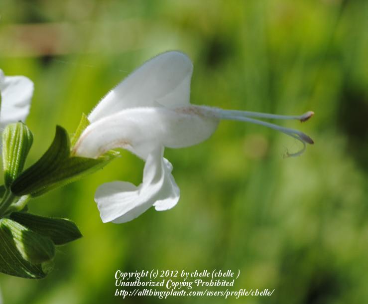 Photo of the stamens, filaments and pistils of Hummingbird Sage (Salvia ...