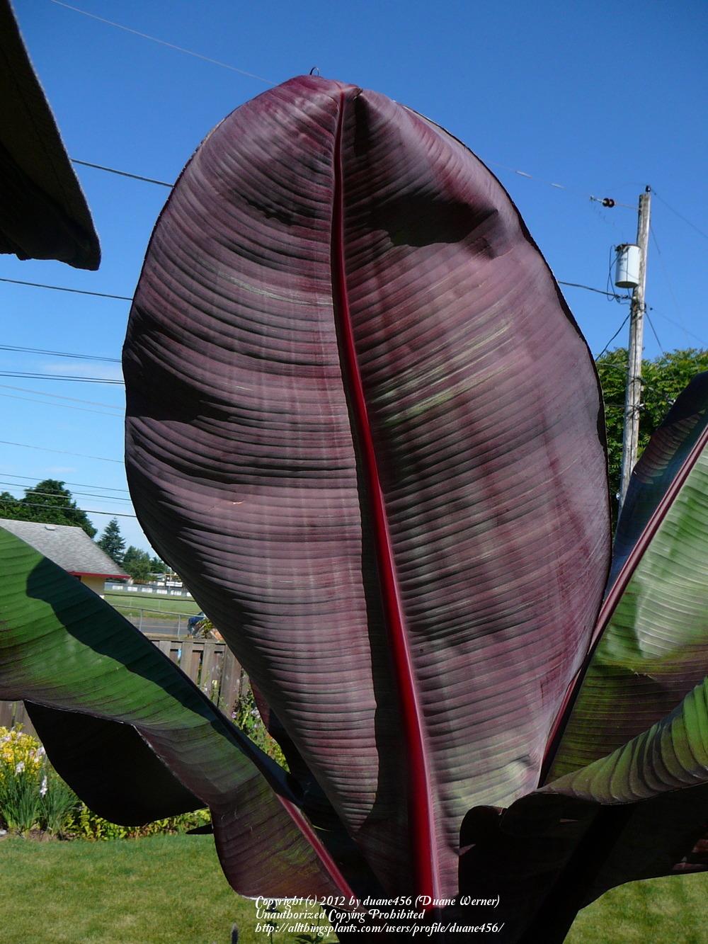 False Bananas: Plant Care and Collection of Varieties - Garden.org