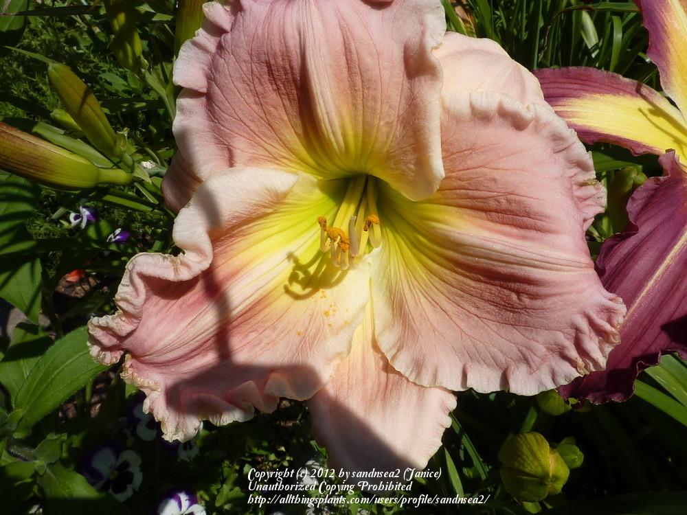 Photo of the bloom of Daylily (Hemerocallis 'James McCaskill') posted ...