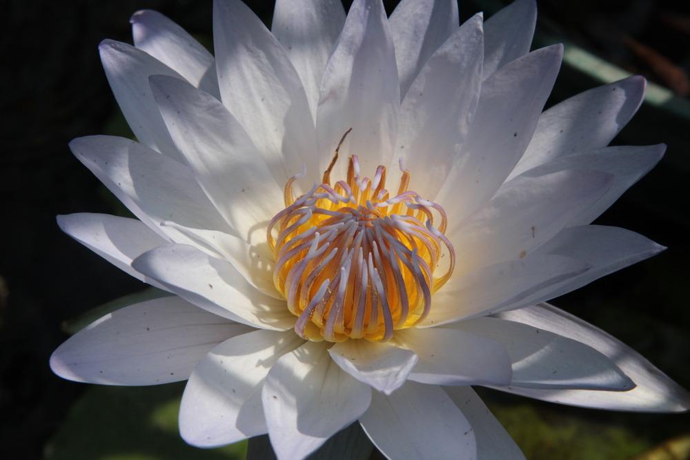 Tropical Day-Blooming Water Lily (Nymphaea 'Bob Trickett') in the ...