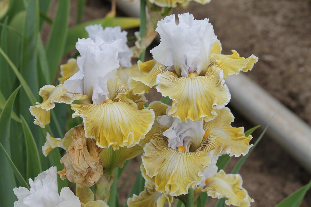 Photo of the bloom of Tall Bearded Iris (Iris 'Baby I Love You') posted ...