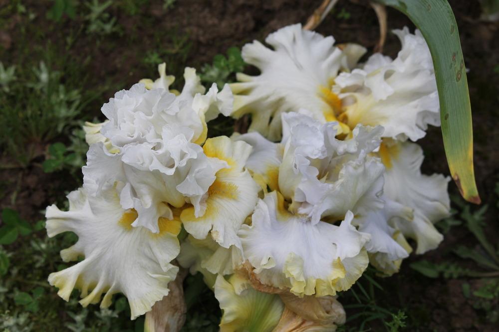 Photo of the bloom of Tall Bearded Iris (Iris 'Sugar Bomb') posted by ...