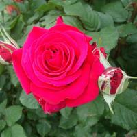 Photo of the bloom of Rose (Rosa 'Let Freedom Ring') posted by Paul2032 ...