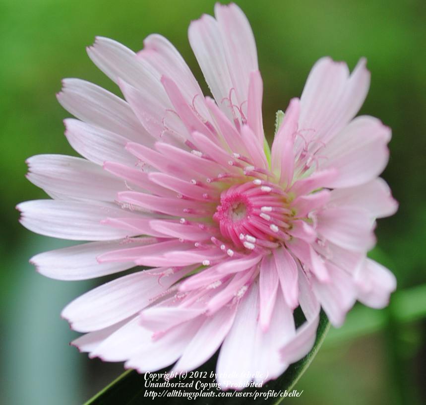 Pink Hawk's Beard (Crepis rubra) - Garden.org