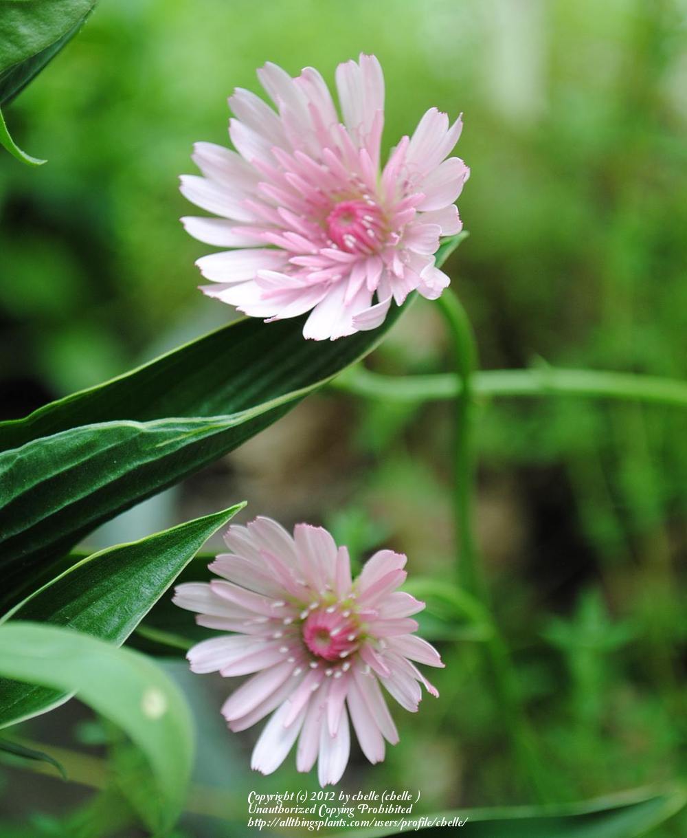 Photo of the bloom of Pink Hawk's Beard (Crepis rubra) posted by chelle ...