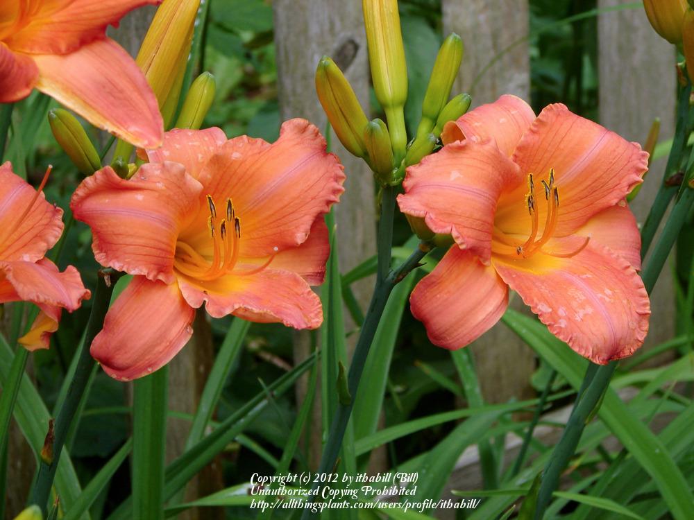 Photo of the bloom of Daylily (Hemerocallis 'Merinda') posted by ...