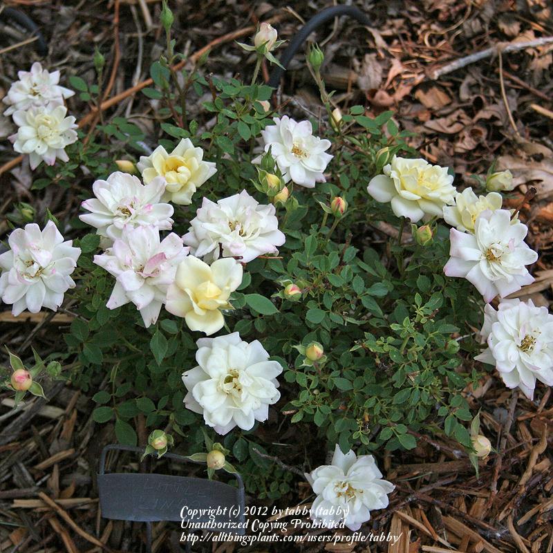 Photo of the entire plant of Rose (Rosa 'Little Linda') posted by tabby ...