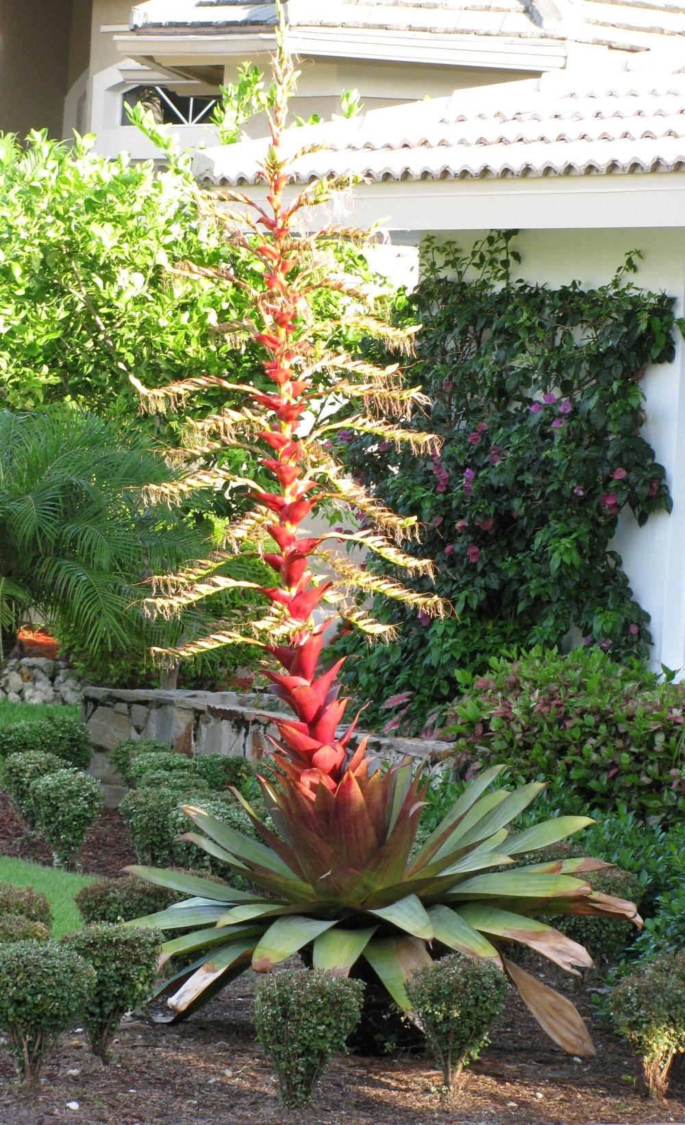Photo of the bloom of Bromeliad (Alcantarea imperialis 'Rubra') posted ...