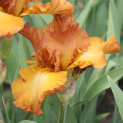 Tall Bearded Iris (Iris 'Harmonic Elegance') in the Irises Database - Garden.org