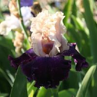 Photo of the bloom of Tall Bearded Iris (Iris 'Gates of Rome') posted ...