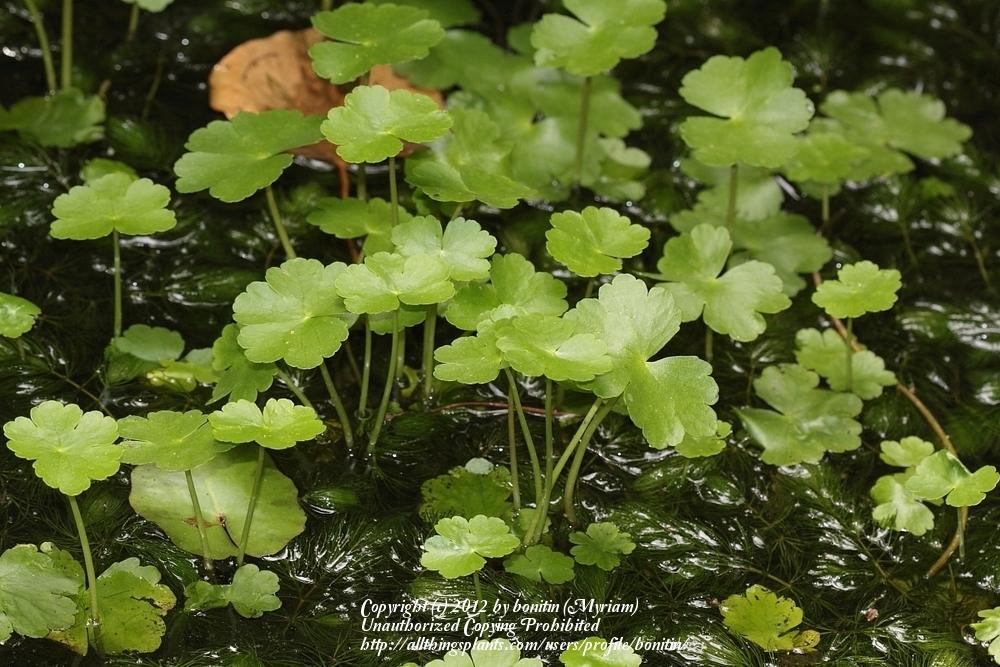 Photo of the entire plant of Floating Pennywort (Hydrocotyle ...