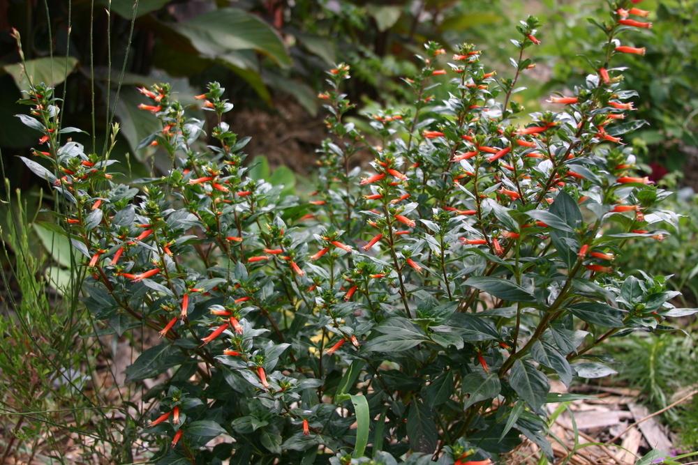 Photo of the entire plant of Firecracker Plant (Cuphea 'David Verity ...