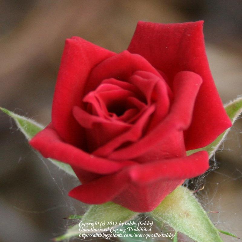 Rose (Rosa 'Red Ace') in the Roses Database - Garden.org