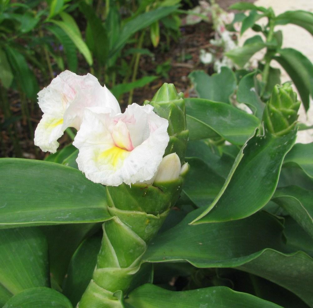 Spiral Ginger (Costus arabicus) - Garden.org