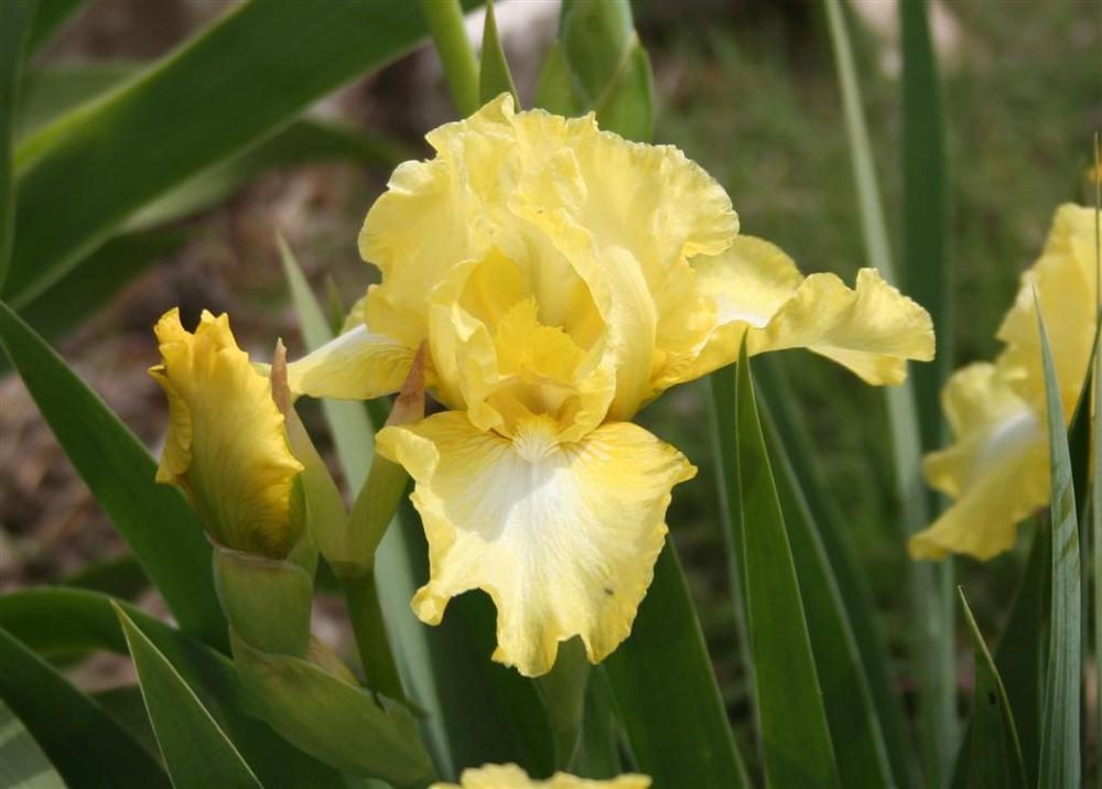 Photo of the bloom of Intermediate Bearded Iris (Iris 'Lemon Pop ...