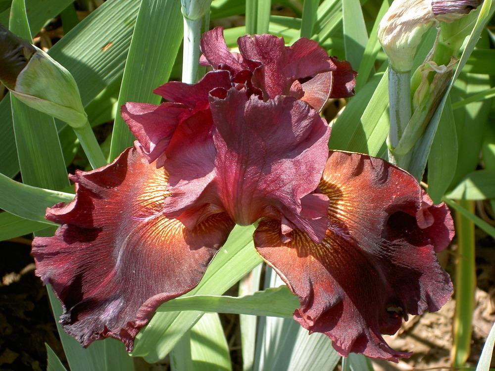 Photo of the bloom of Tall Bearded Iris (Iris 'Red Hawk') posted by ...