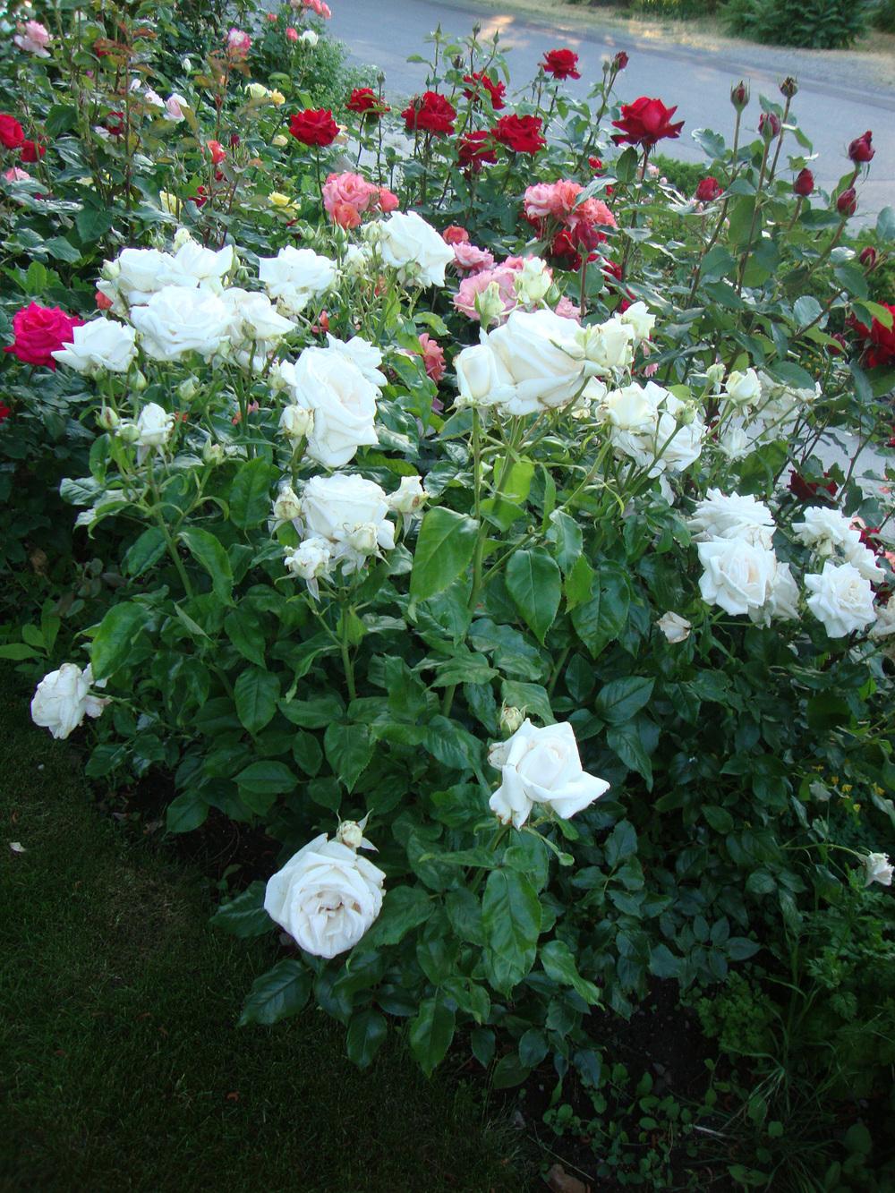 Photo of the entire plant of Rose (Rosa 'Full Sail') posted by Paul2032 ...