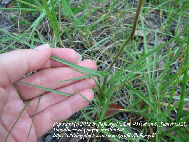 Photo of the leaves of Bahia Grass (Paspalum notatum 'Pensacola ...
