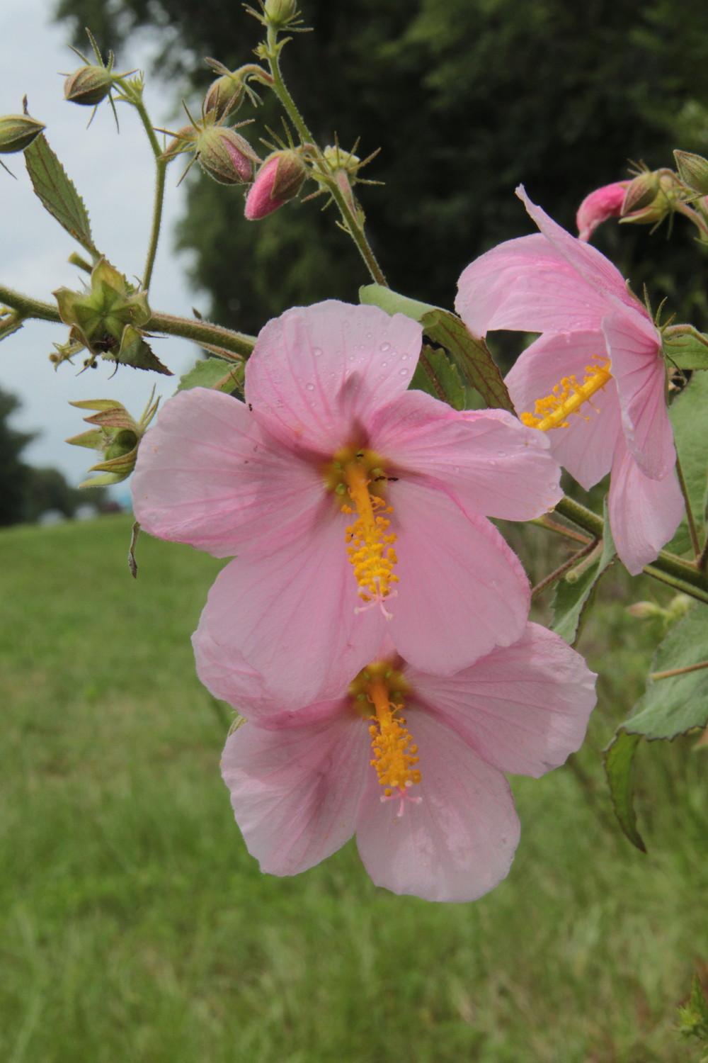 Photo of the bloom of Salt Marsh-Mallow (Kosteletzkya pentacarpos ...