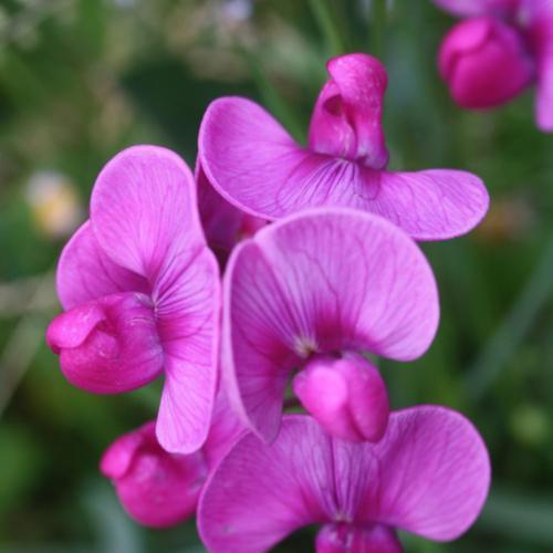 Flat Pea (Lathyrus sylvestris) - Garden.org