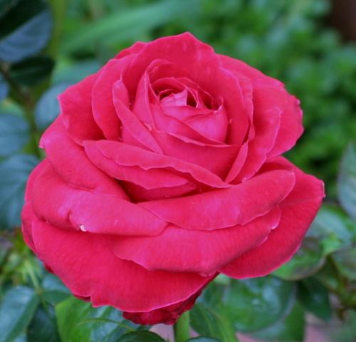 Rose (Rosa 'Lady Mitchell') in the Roses Database - Garden.org