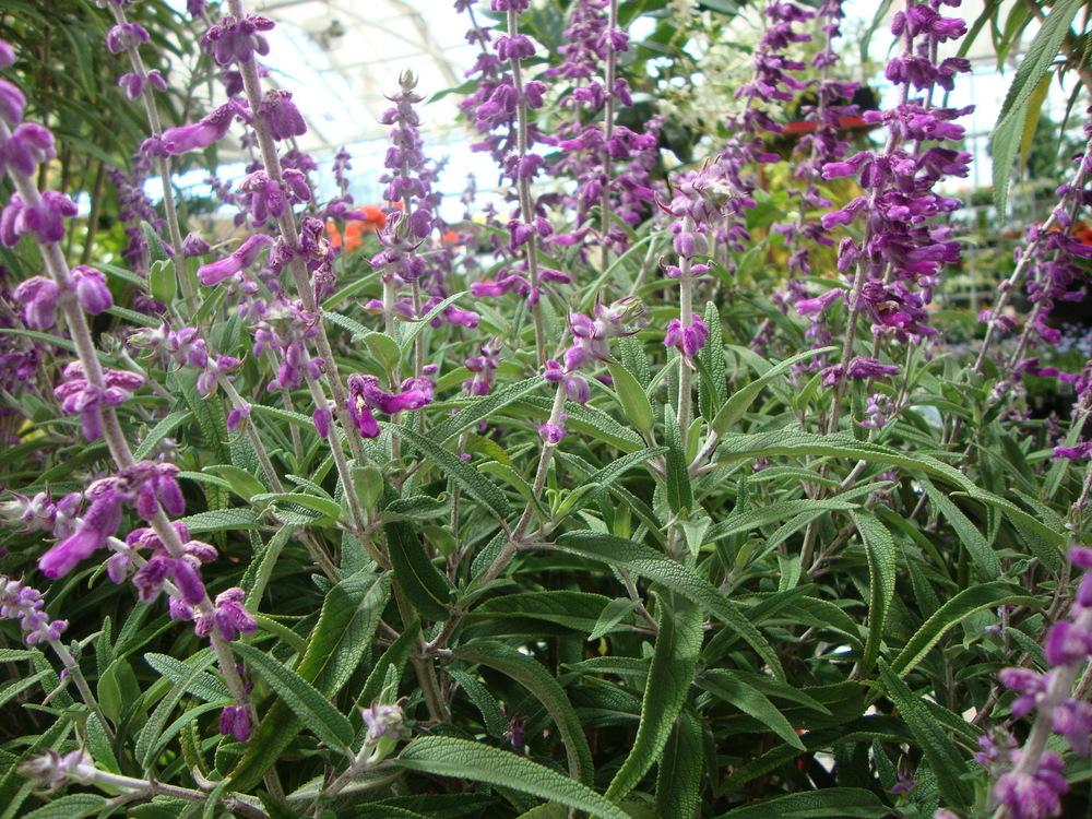 Photo of the bloom of Mexican Bush Sage (Salvia leucantha 'Santa ...