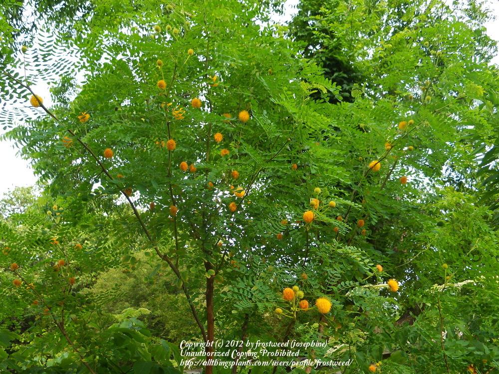 Photo of the entire plant of Goldenball Leadtree (Leucaena retusa ...