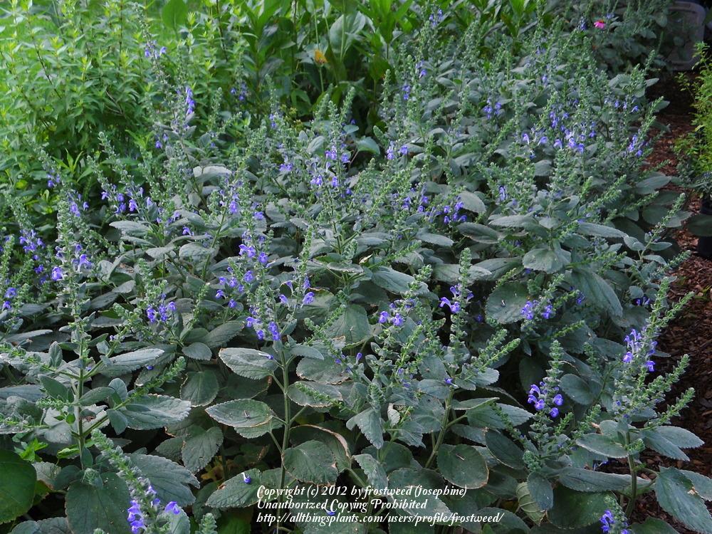 Photo of the entire plant of Heart-Leaved Skullcap (Scutellaria ovata ...