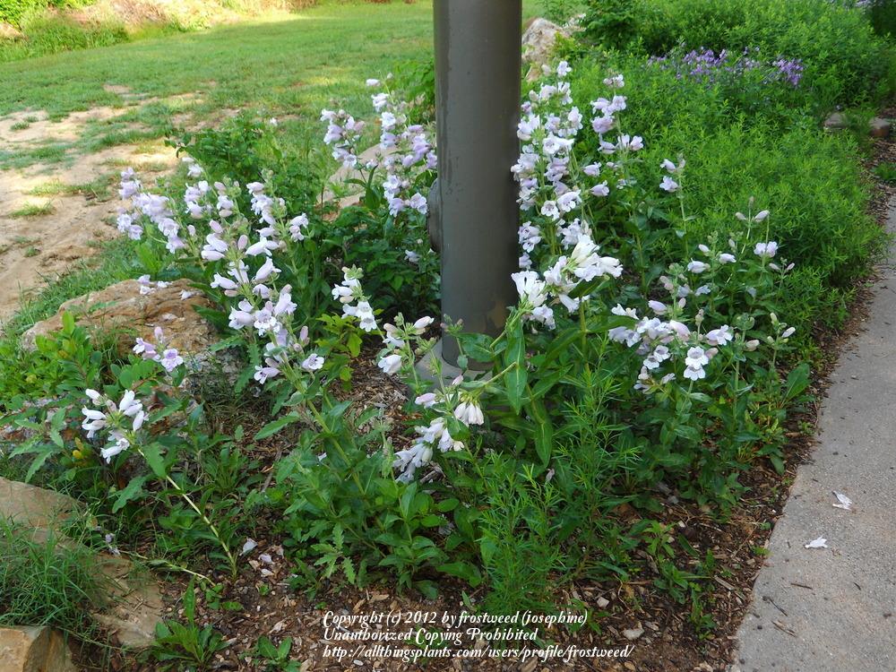 Photo of the entire plant of Cobaea penstemon (Penstemon cobaea) posted ...