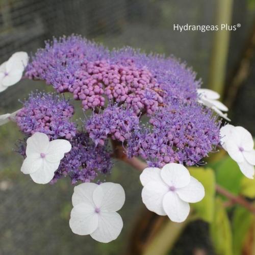 Hydrangea (Hydrangea aspera subsp. robusta) in the Hydrangeas Database ...