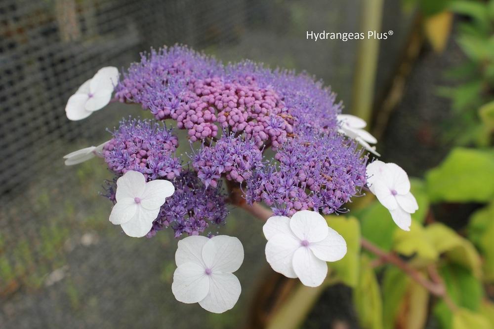Hydrangea (Hydrangea aspera subsp. robusta) in the Hydrangeas Database ...