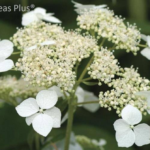 Silver Leaf Hydrangea (Hydrangea radiata) in the Hydrangeas Database ...