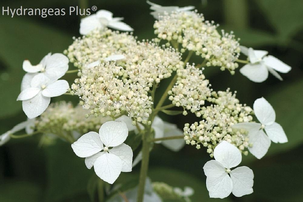 Silver Leaf Hydrangea (Hydrangea radiata) in the Hydrangeas Database ...