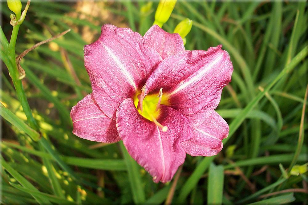 Photo of the bloom of Daylily (Hemerocallis 'Raspberry Pixie') posted ...