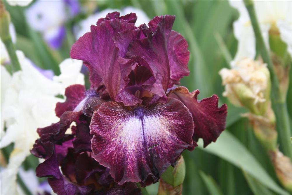 Photo of the bloom of Tall Bearded Iris (Iris 'Psychic Reader') posted by KentPfeiffer - Garden.org
