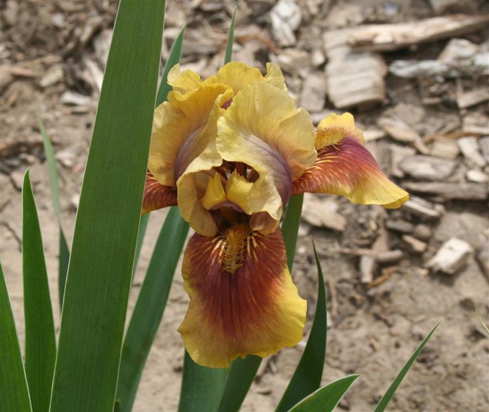 Photo of the bloom of Intermediate Bearded Iris (Iris 'Oklahoma Bandit ...
