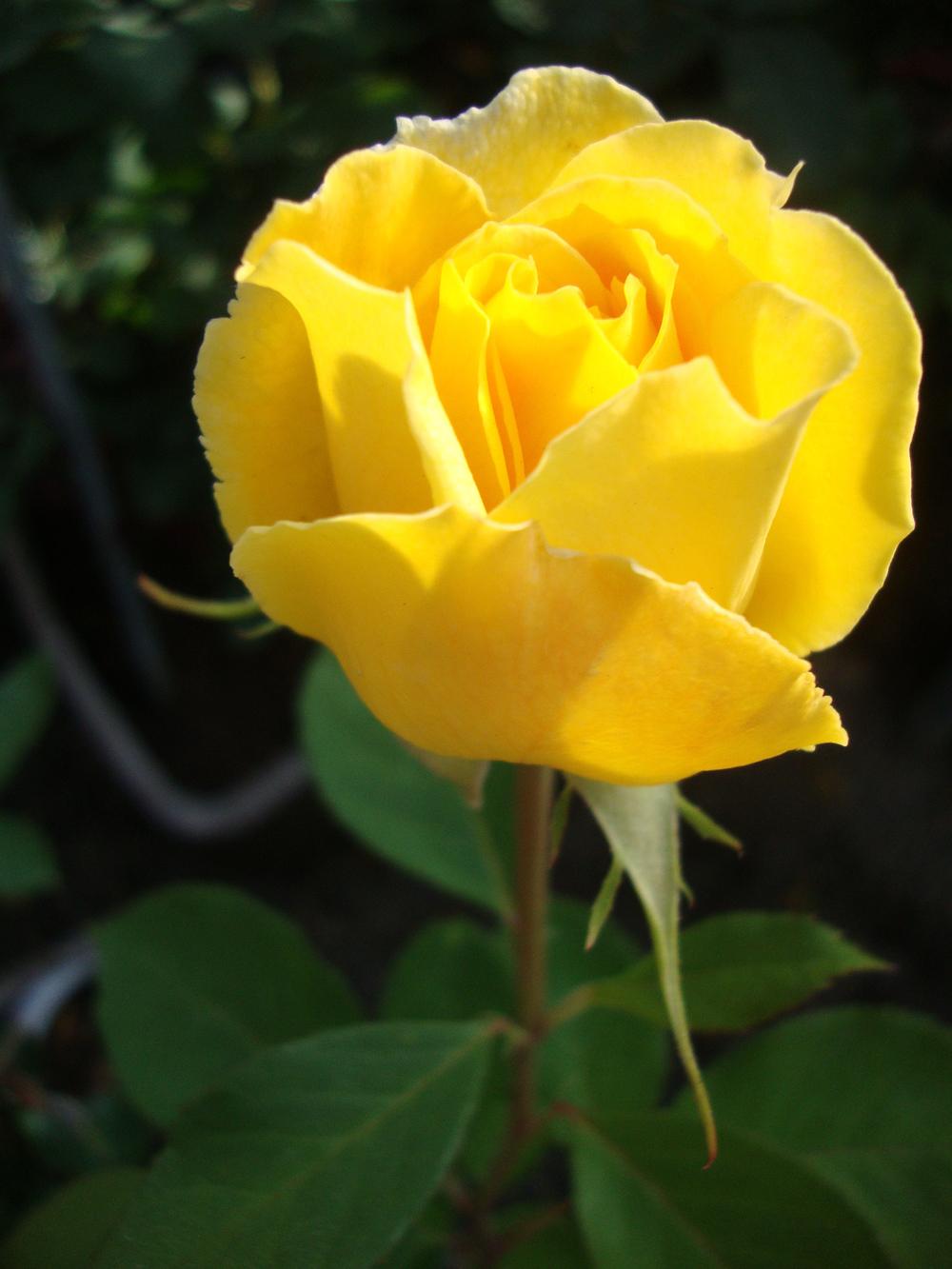 Photo of the bloom of Rose (Rosa 'Ch-Ching!') posted by Paul2032 ...